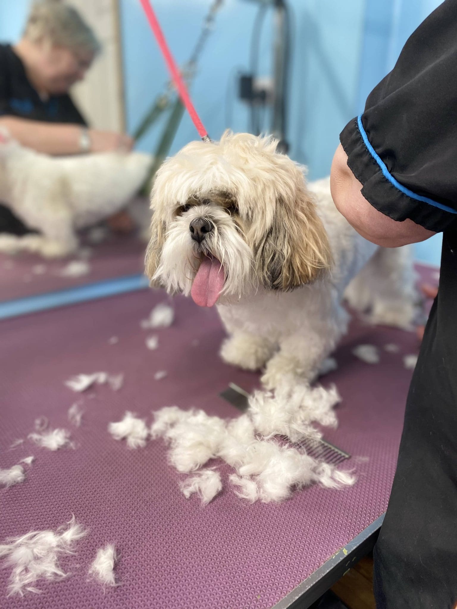 Dog Grooming Courses UK | Paw Pad Dog Grooming Academy