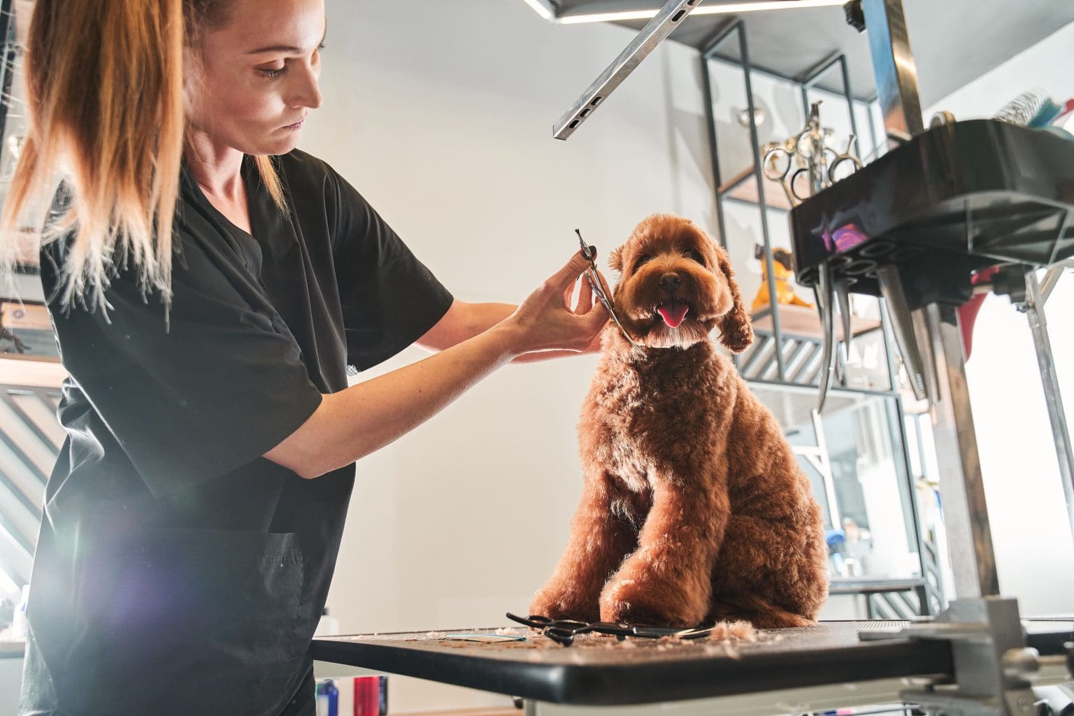 Dog Grooming Courses UK | Paw Pad Dog Grooming Academy