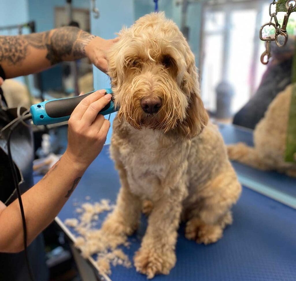 Dog Grooming Courses Manchester | Paw Pad Dog Grooming Academy